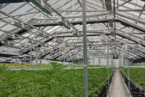 Greenhouse Commercial LED Grow Lights - California LightWorks